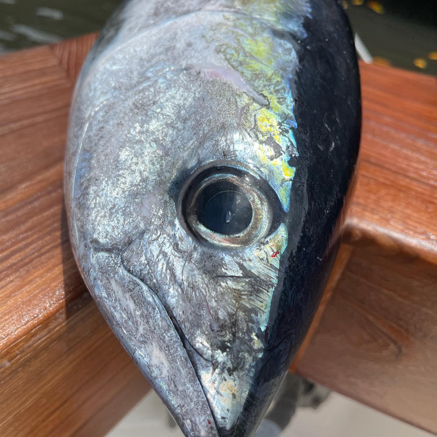 DNT Charters - Florida Tuna Charters